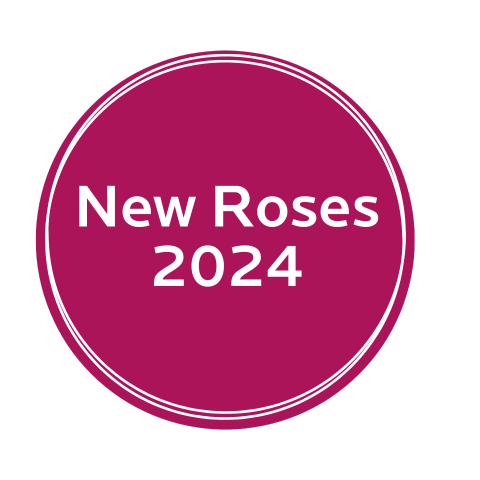 New Year, New Roses – Witherspoon Rose Culture