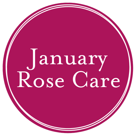January Rose Care – Witherspoon Rose Culture
