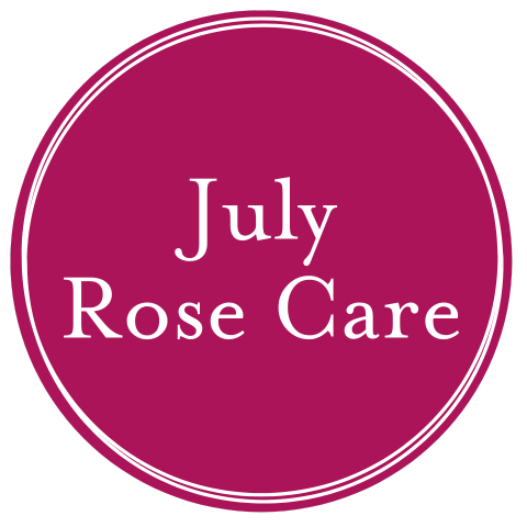 July Rose Care – Witherspoon Rose Culture