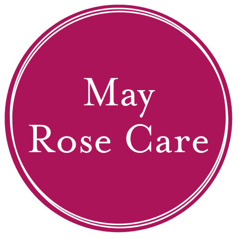 May Rose Care – Witherspoon Rose Culture