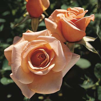 Brandy – Witherspoon Rose Culture