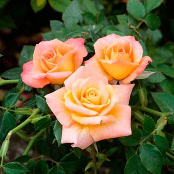 Cutie Pie – Witherspoon Rose Culture