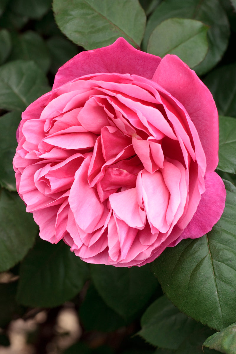 Hybrid Tea Cutting Bareroot Roses - Bundle of 4 – Witherspoon Rose Culture