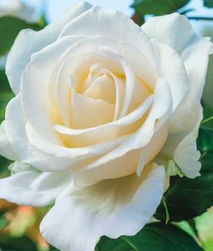 Easy Spirit – Witherspoon Rose Culture