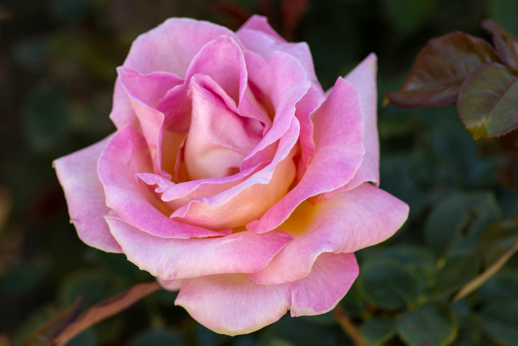 Elle – Witherspoon Rose Culture