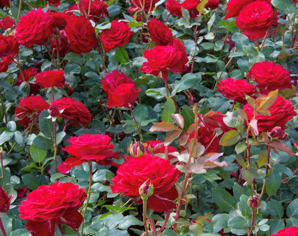 Forever Yours – Witherspoon Rose Culture