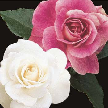 Tree Iceberg & Bril Pink 36" – Witherspoon Rose Culture