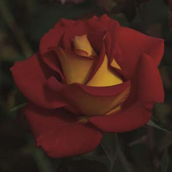 Tree Ketchup & Mustard 24" – Witherspoon Rose Culture
