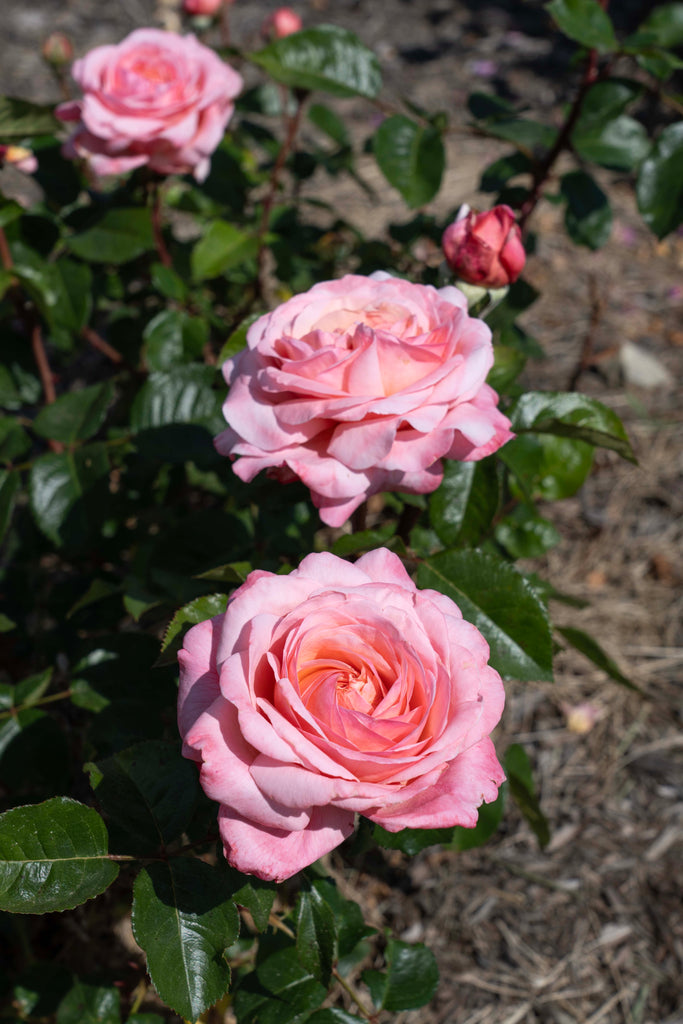Martha Stewart – Witherspoon Rose Culture