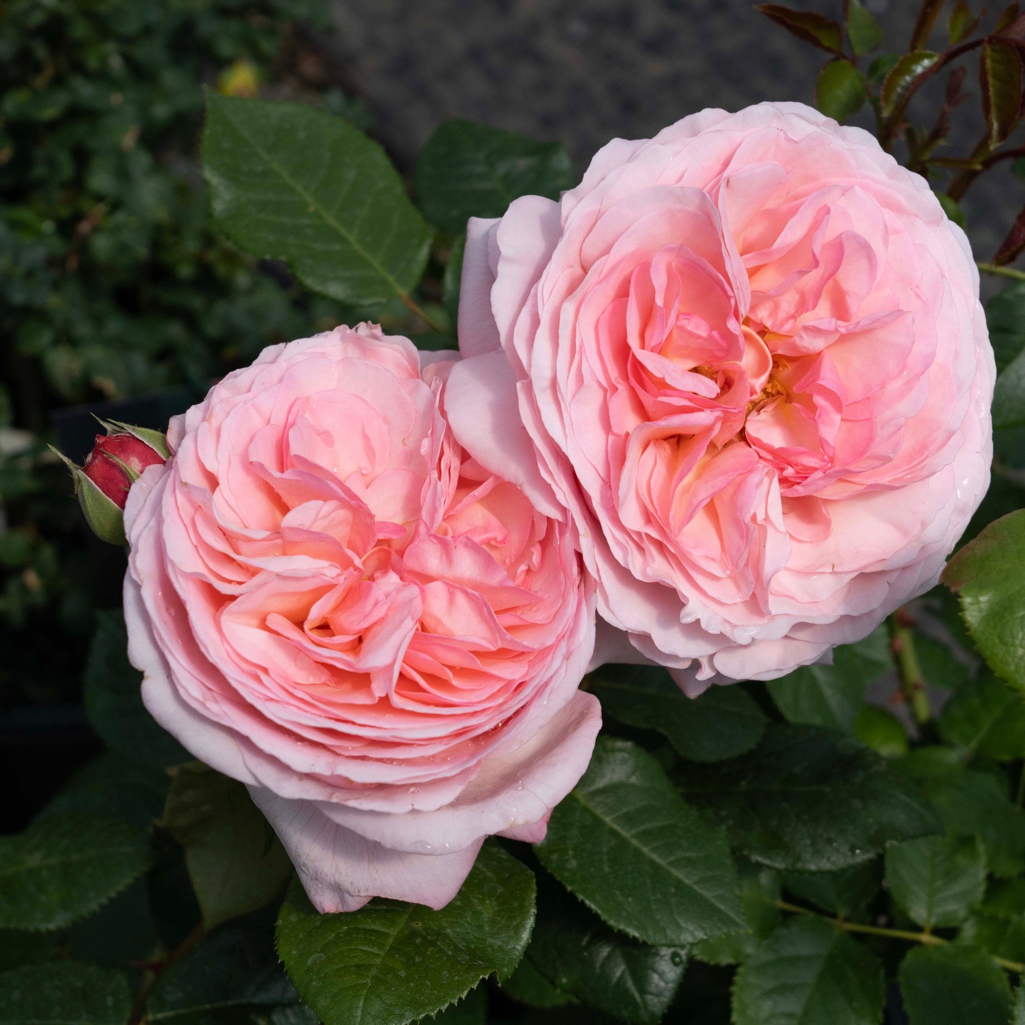 Martha Stewart – Witherspoon Rose Culture