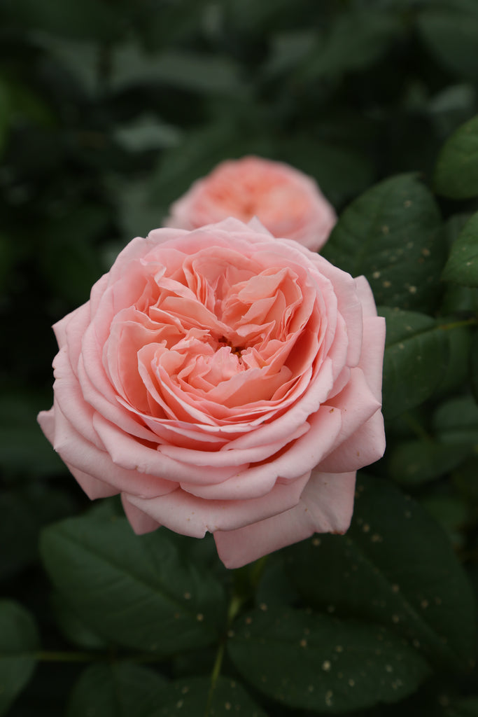 Martha Stewart – Witherspoon Rose Culture