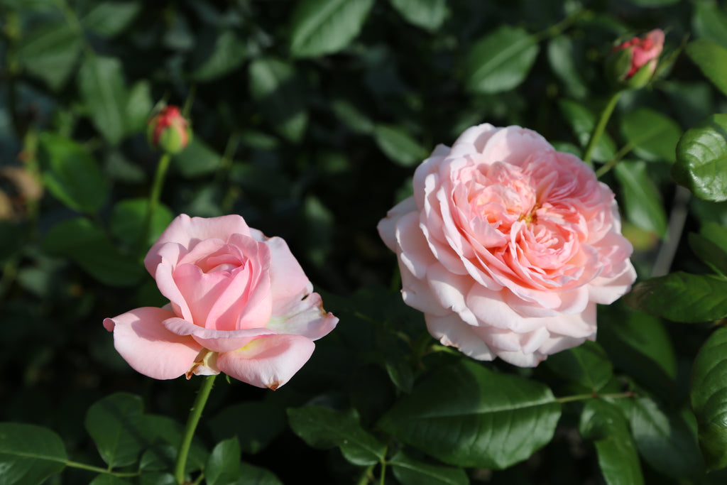 Martha Stewart – Witherspoon Rose Culture