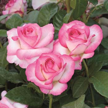 Miss Congeniality – Witherspoon Rose Culture