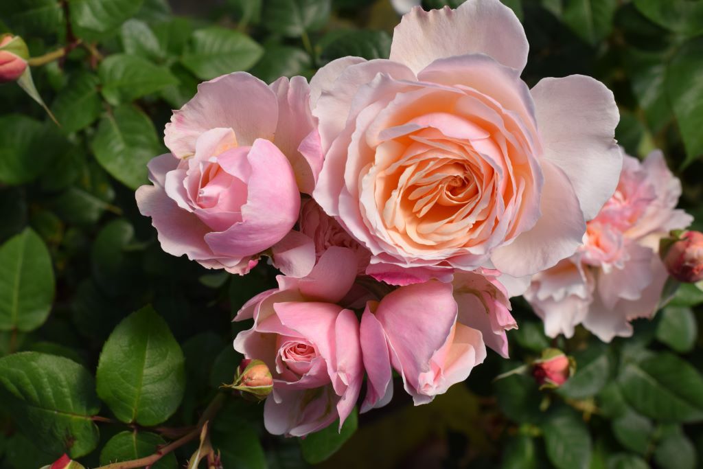 Moonlight in Paris – Witherspoon Rose Culture