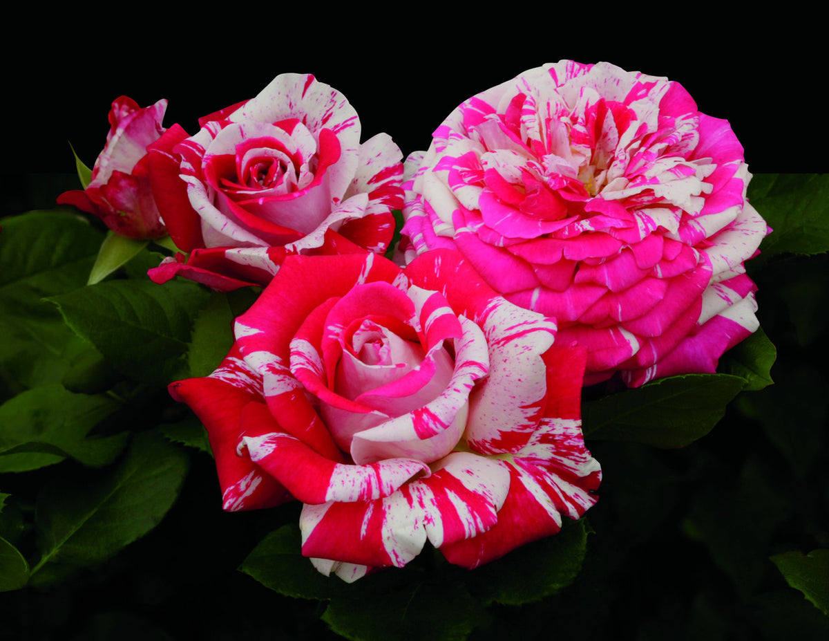 Neil Diamond – Witherspoon Rose Culture