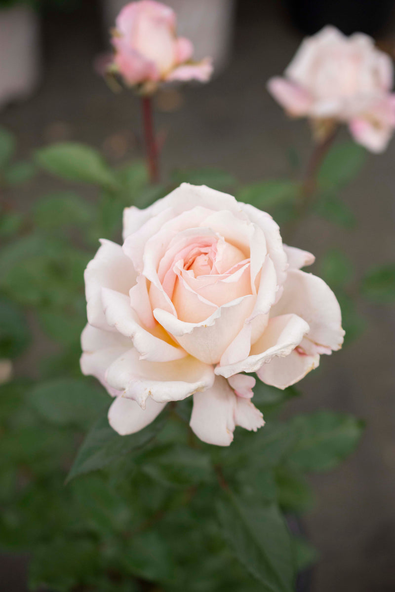 Parfuma Sunrise – Witherspoon Rose Culture