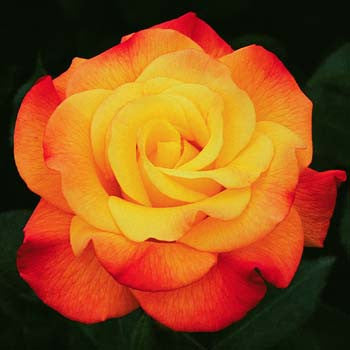 Tree Rio Samba 36" – Witherspoon Rose Culture