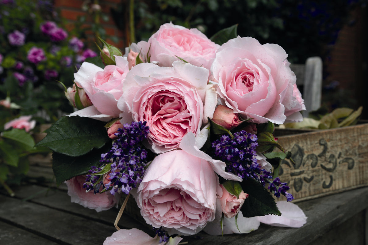 Scentuous – Witherspoon Rose Culture