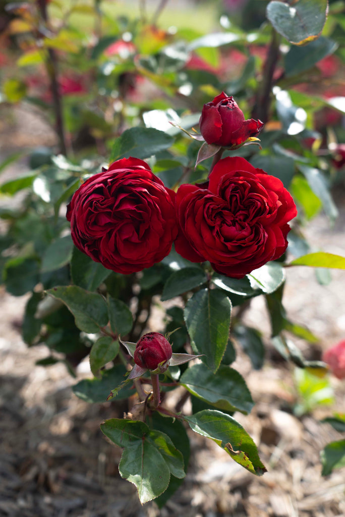 Tiamo – Witherspoon Rose Culture