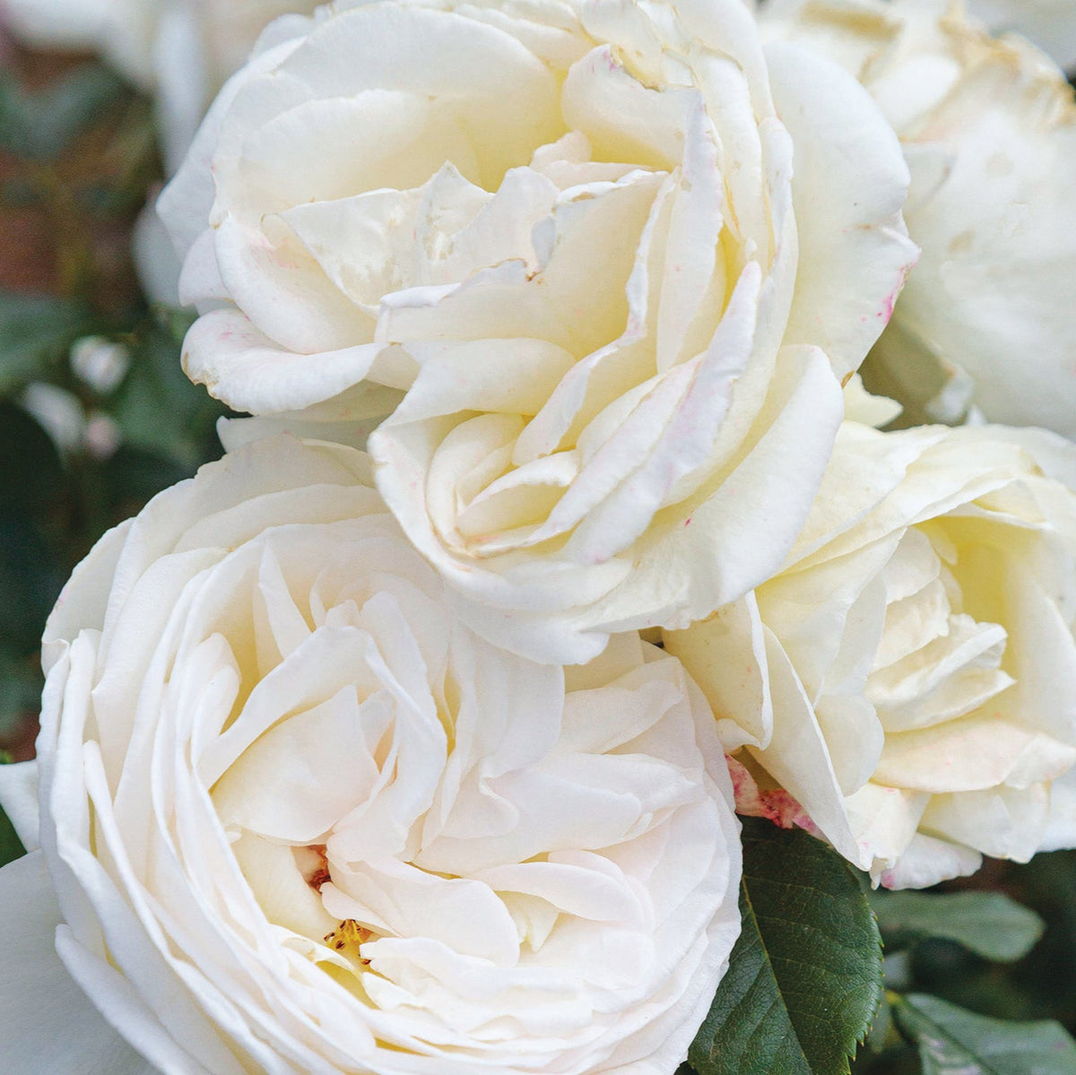 Top Cream – Witherspoon Rose Culture