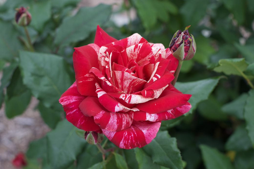 Avant-Garde – Witherspoon Rose Culture