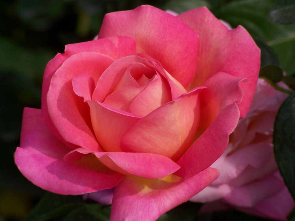 Chicago Peace – Witherspoon Rose Culture