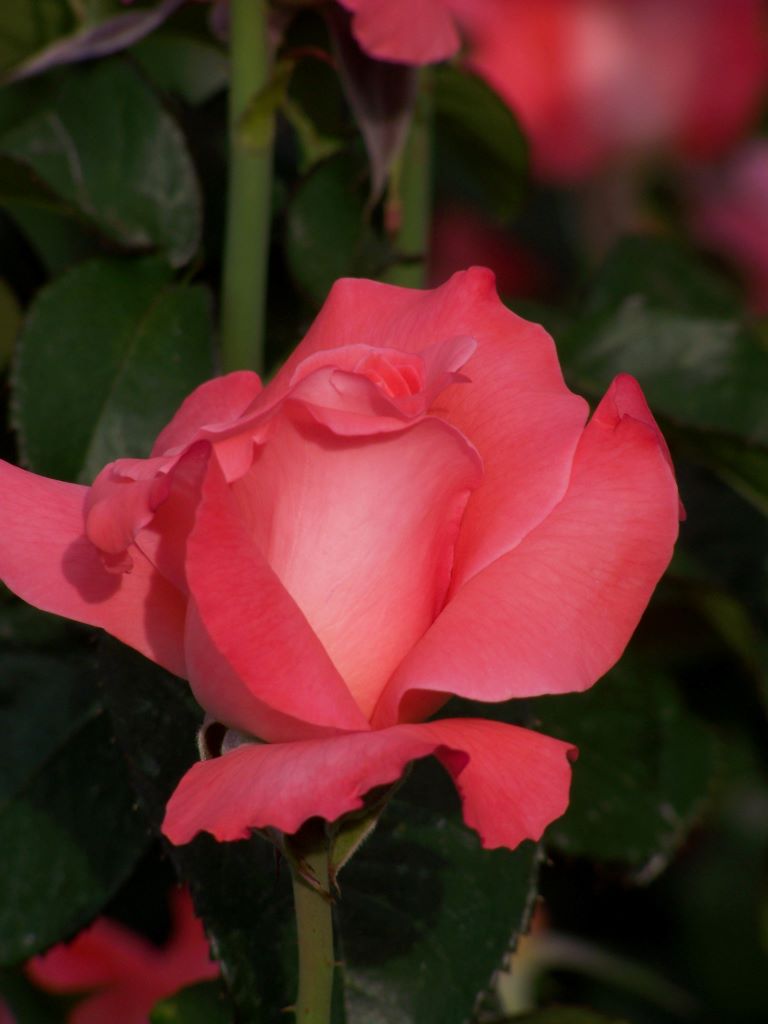 Touch of Class – Witherspoon Rose Culture